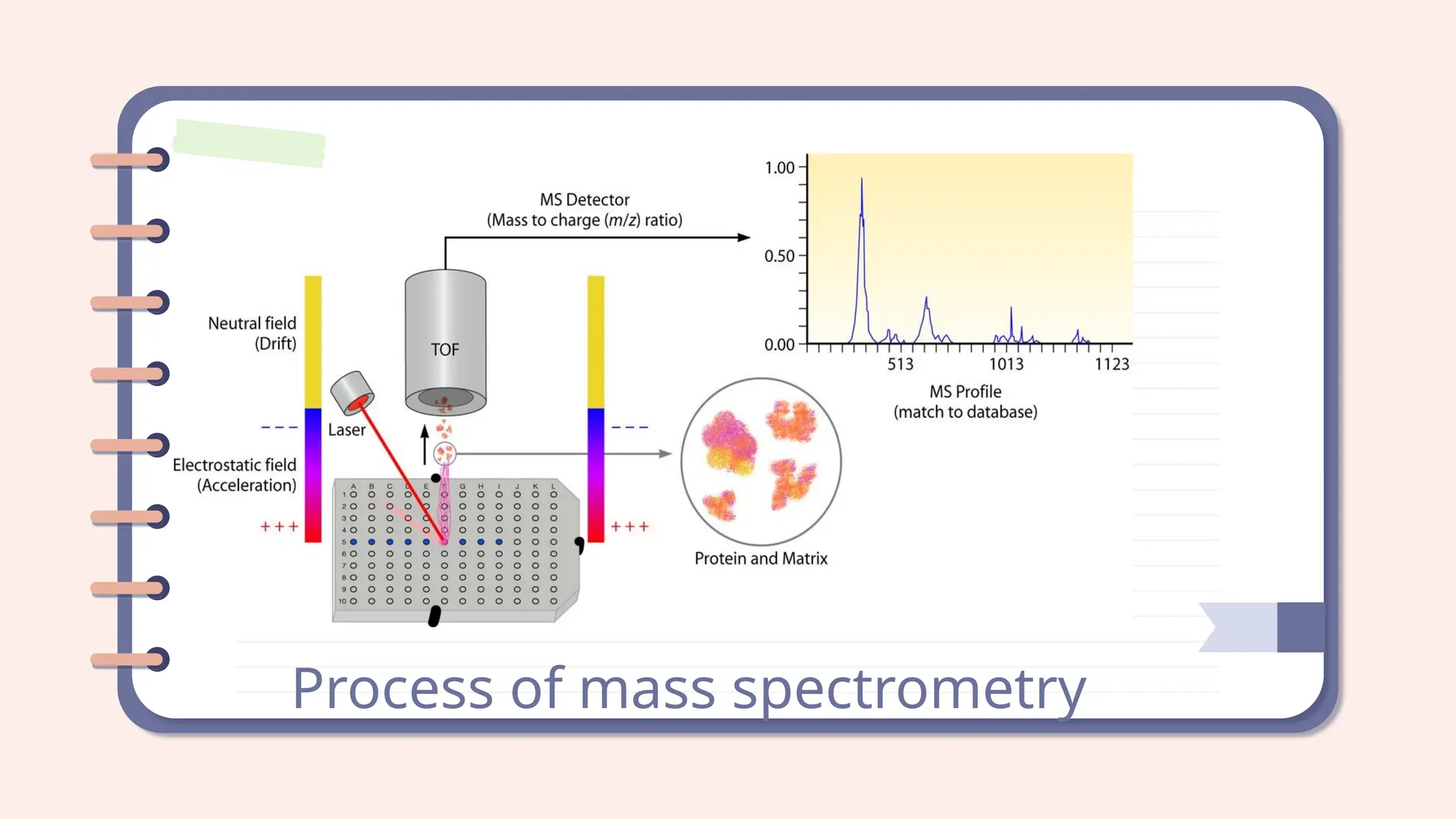 Basic Principle of MALDI-TOF Mass Spectrometry | PPTX