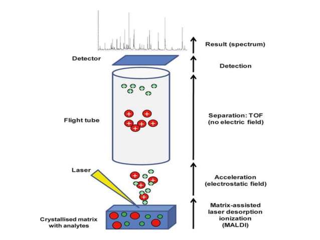Maldi tof in proteomics (genomics) | PPTX
