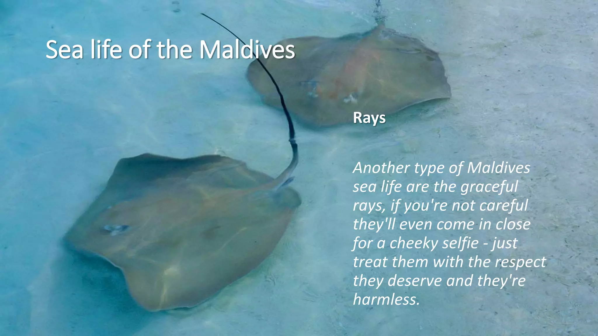 Maldives, landmarks, culture, food | PPTX