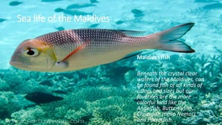 Maldives, landmarks, culture, food | PPTX