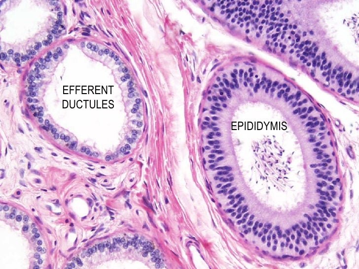 Male: Seminiferous Tubules