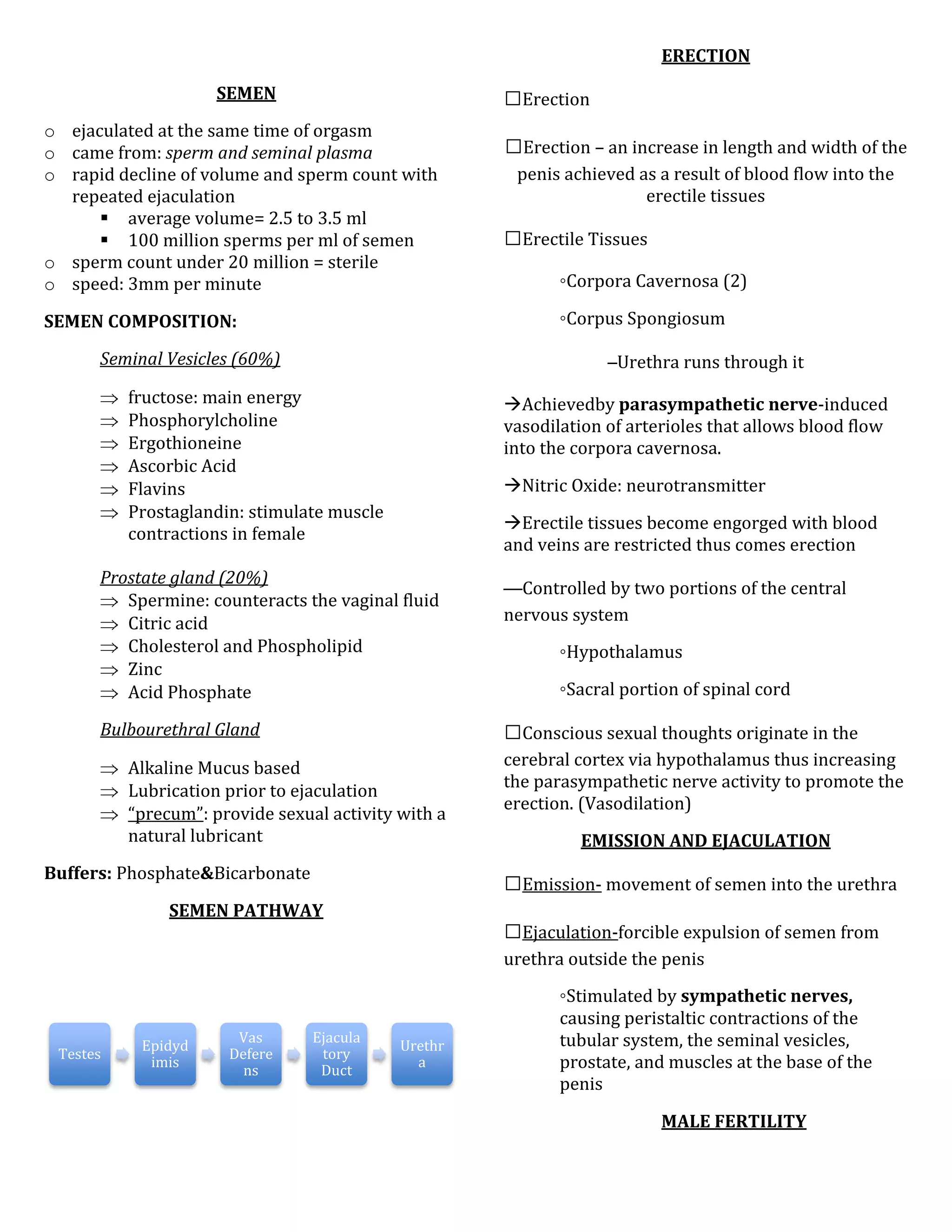 Male reproductive system | DOCX