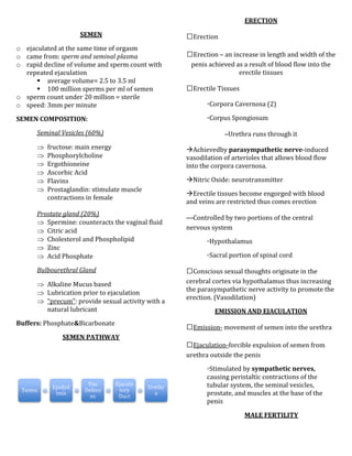 Male reproductive system | DOCX