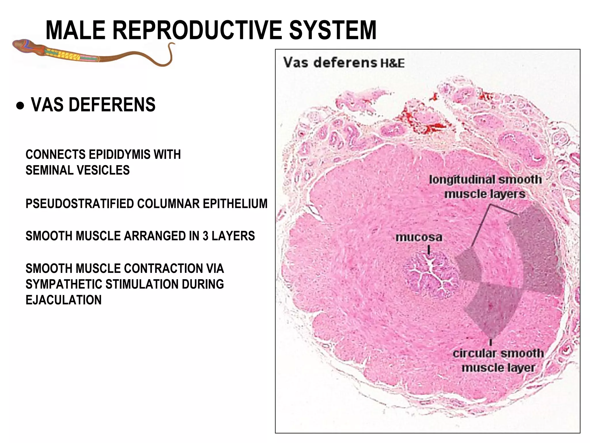 Male reproductive system | PPT
