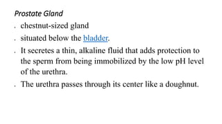 male reproductive system, organs and functionns.pptx