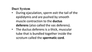 male reproductive system, organs and functionns.pptx