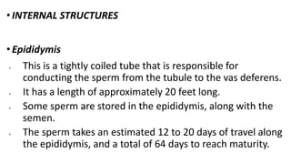 male reproductive system, organs and functionns.pptx