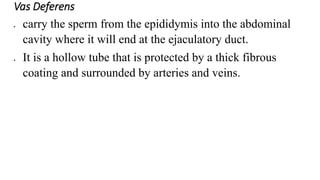 male reproductive system, organs and functionns.pptx