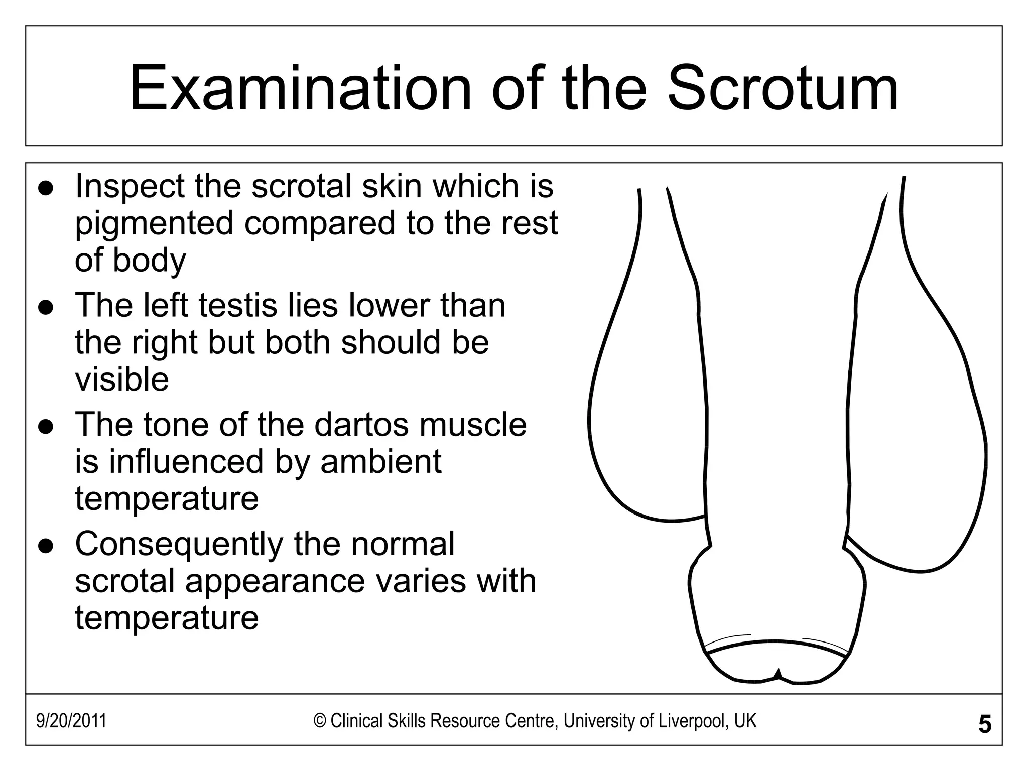 Male Genital Exam | PDF