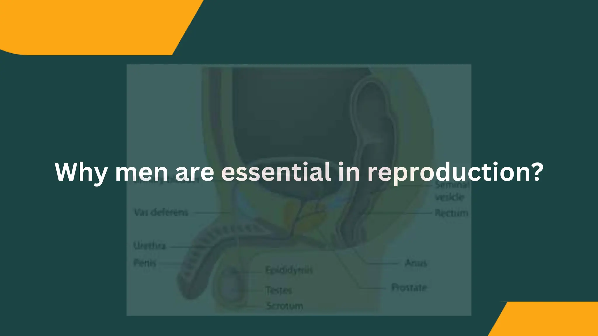 Grade 10 Science MALE-REPRODUCTIVE system | PPTX