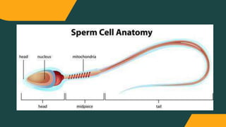 Grade 10 Science MALE-REPRODUCTIVE system | PPTX