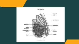 Grade 10 Science MALE-REPRODUCTIVE system | PPTX