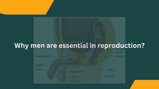 Grade 10 Science MALE-REPRODUCTIVE system | PPTX