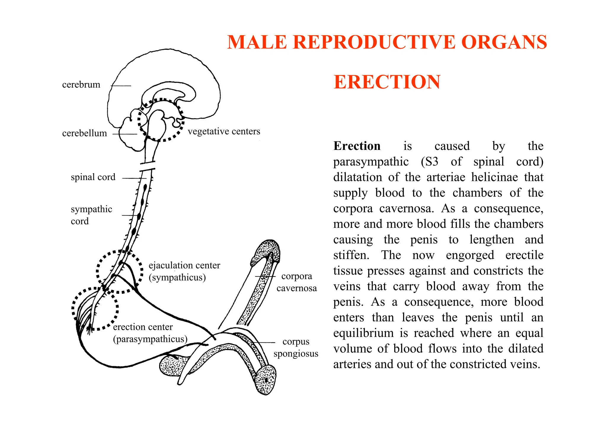 male-reproductive-organs( male and female ).pdf