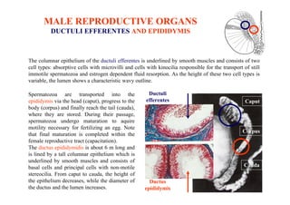 male-reproductive-organs( male and female ).pdf