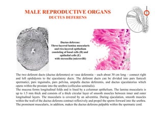 male-reproductive-organs( male and female ).pdf