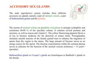male-reproductive-organs( male and female ).pdf