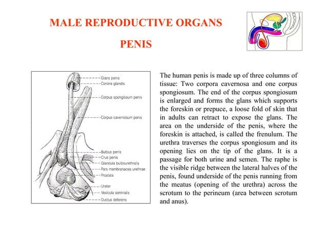 male-reproductive-organs( male and female ).pdf