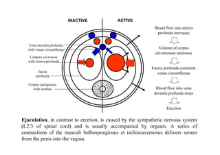male-reproductive-organs( male and female ).pdf
