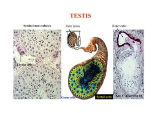 male-reproductive-organs( male and female ).pdf