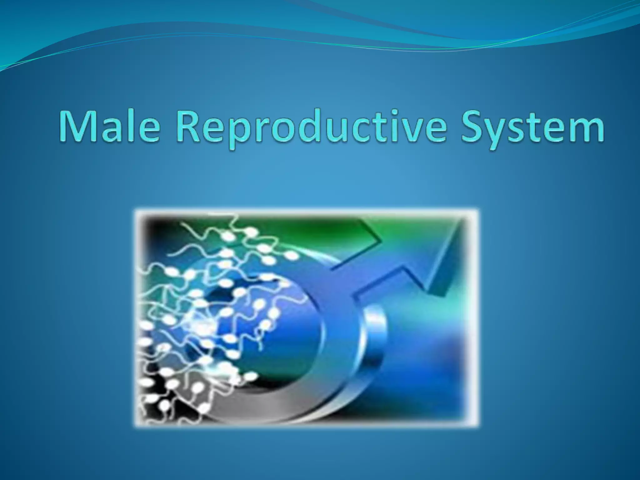 Male reproductive system | PPT