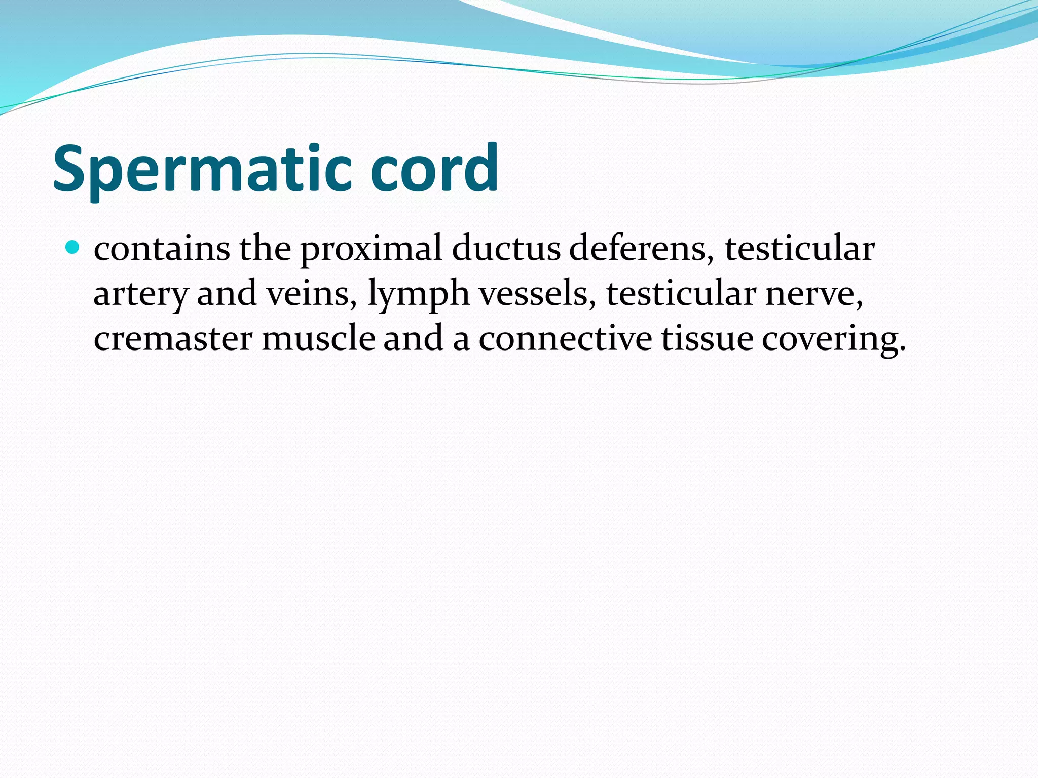 Male reproductive system | PPT