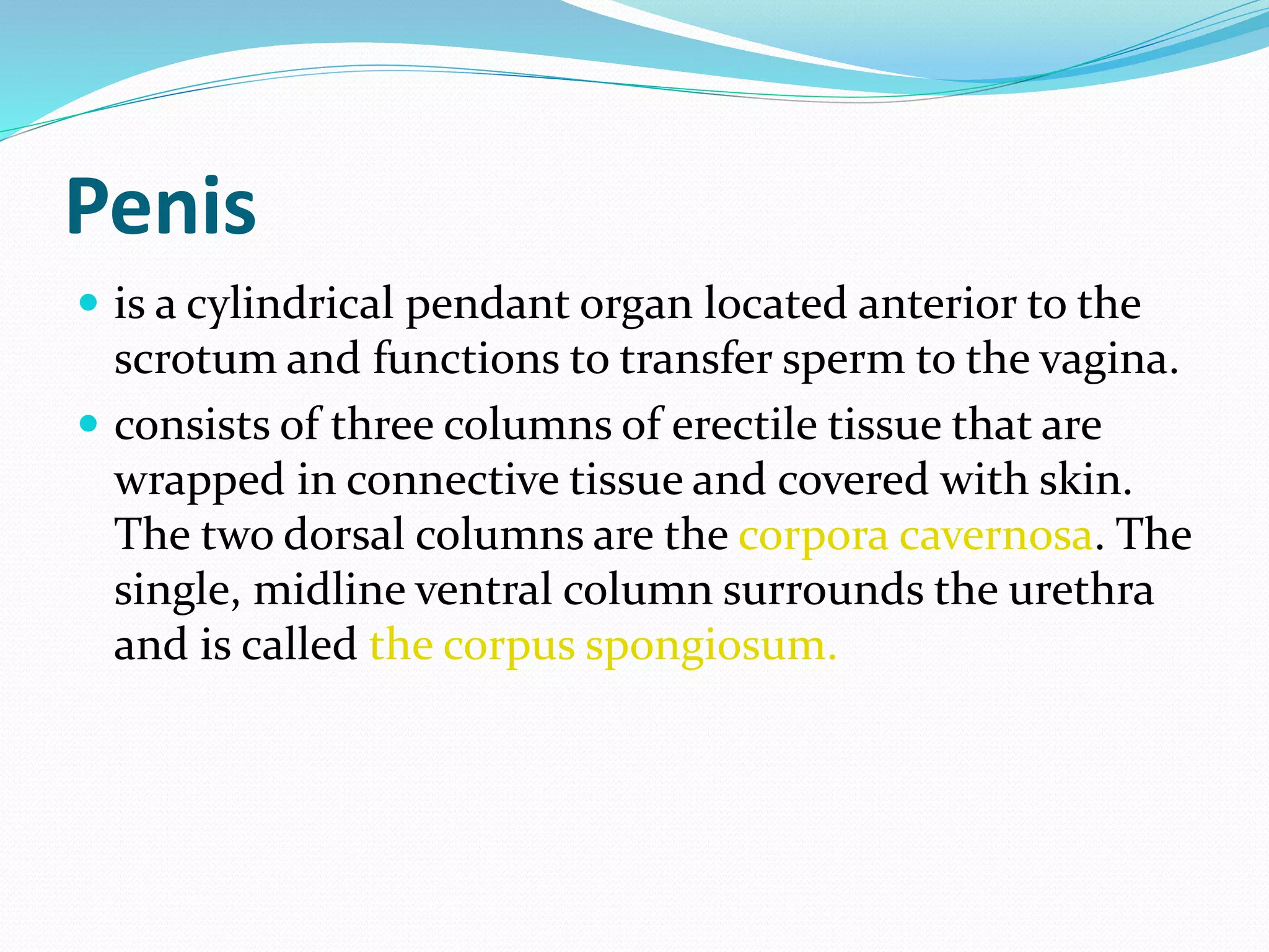 Male reproductive system | PPT
