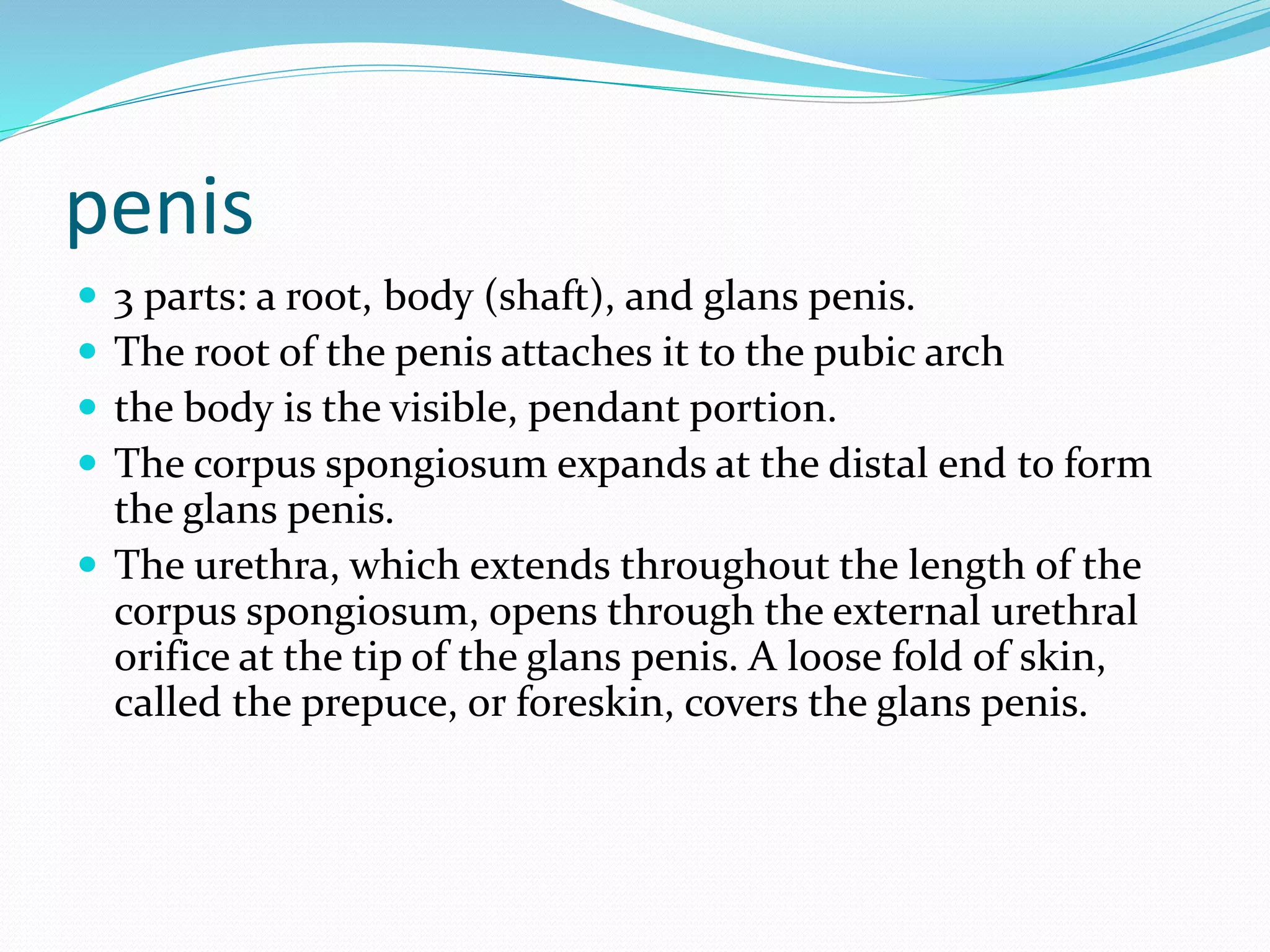 Male reproductive system | PPT