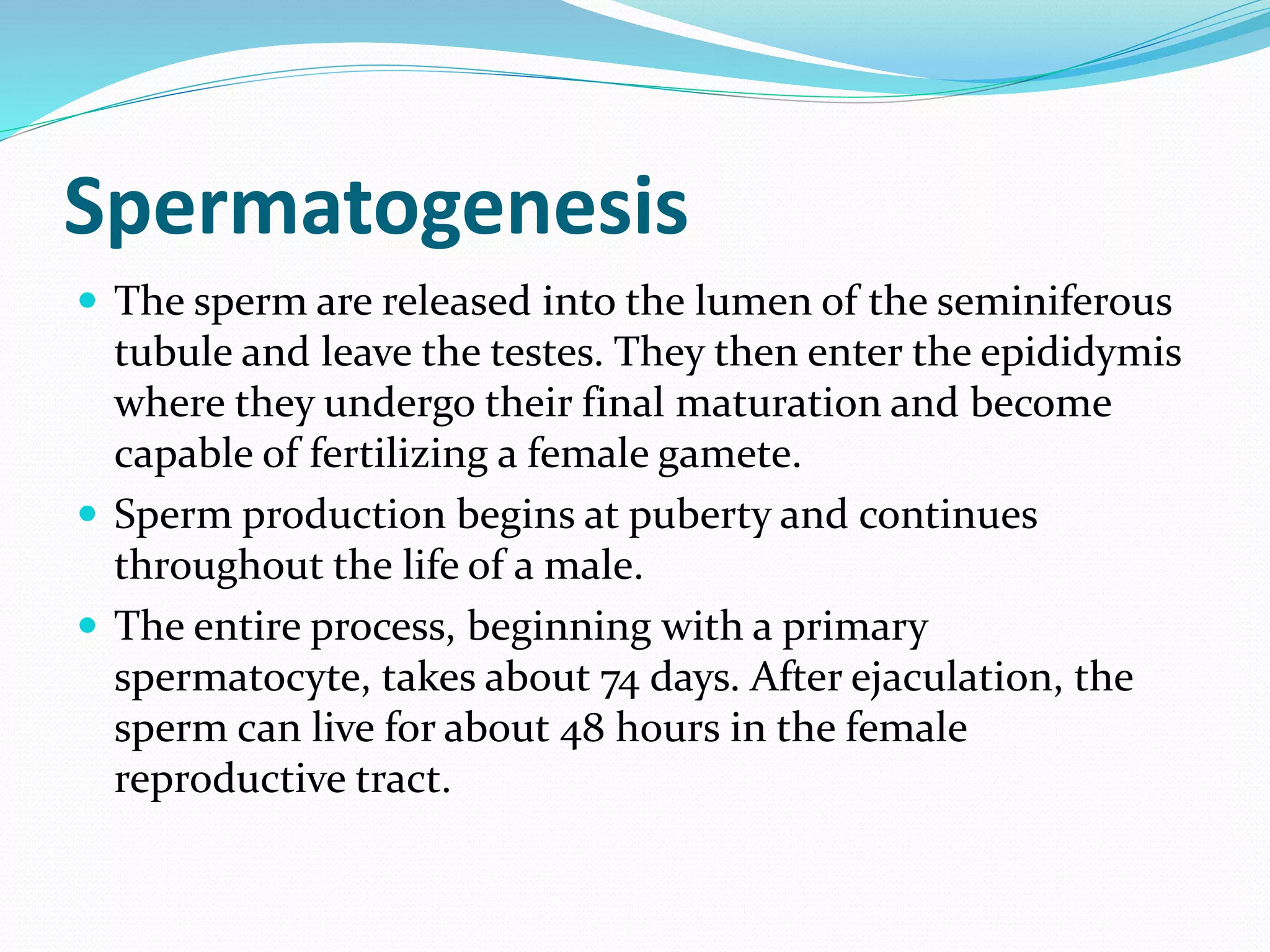 Male reproductive system | PPT
