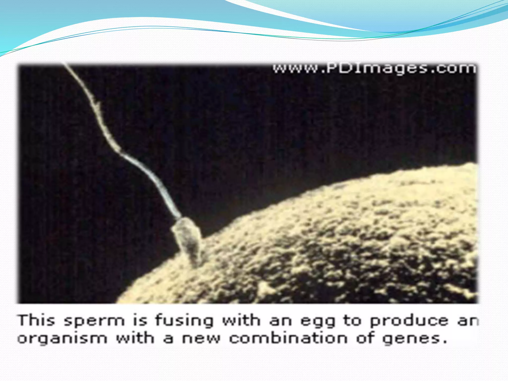 Male reproductive system | PPT