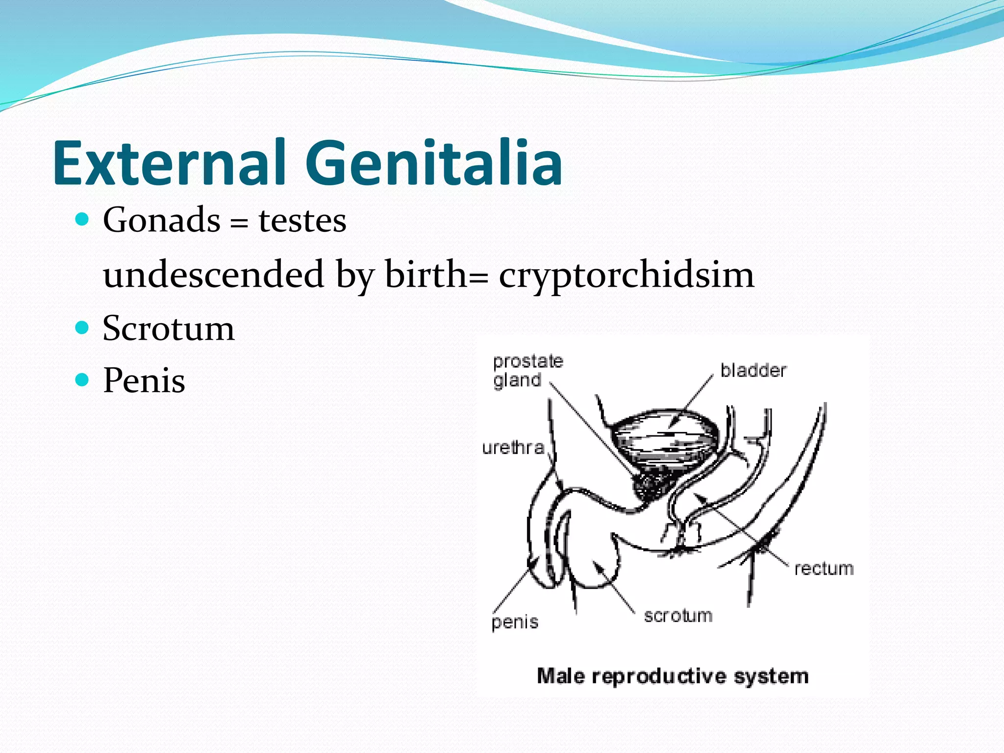 Male reproductive system | PPT