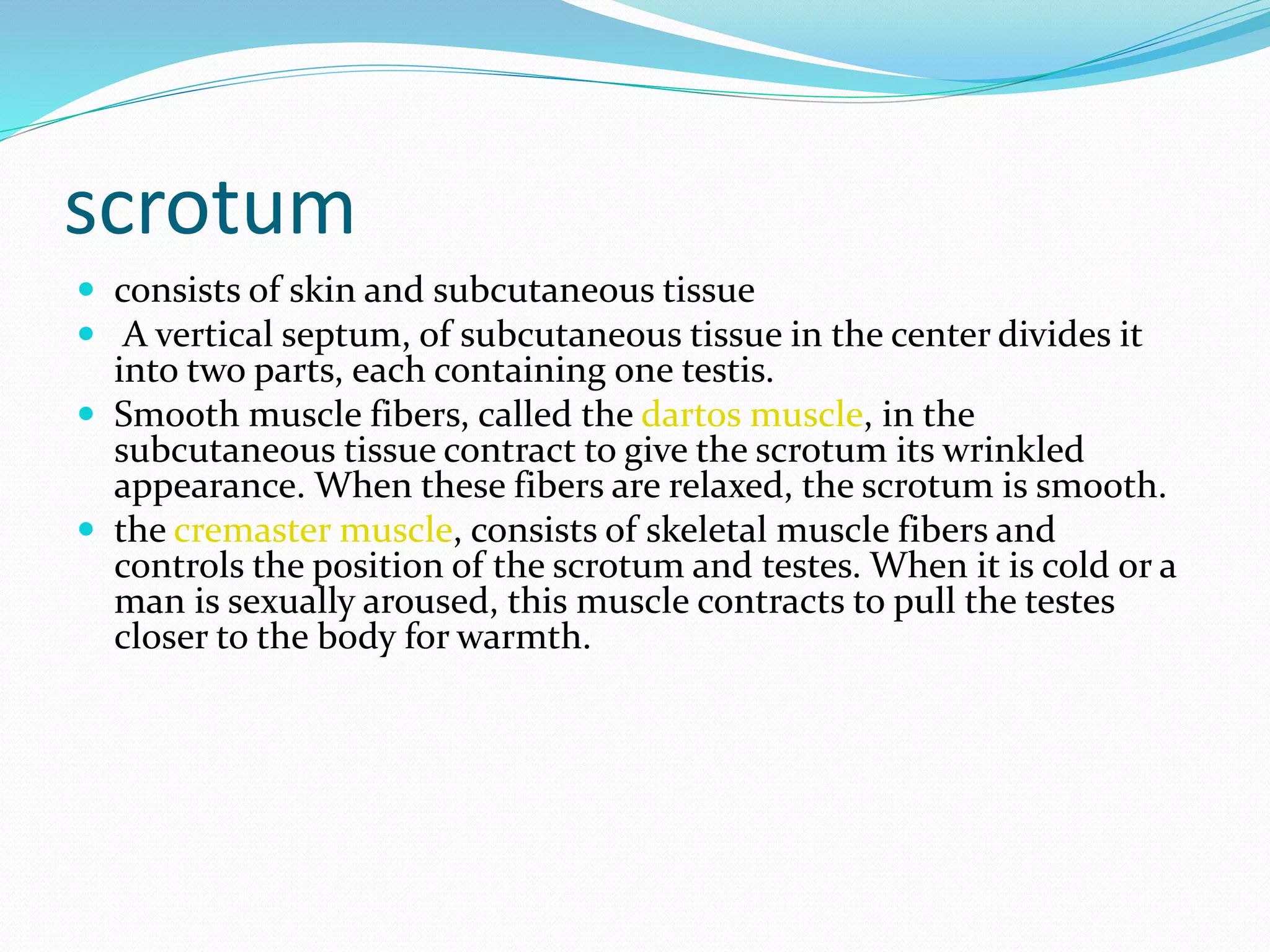 Male reproductive system | PPT