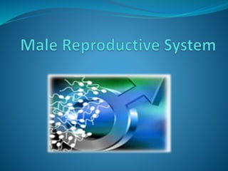 Male reproductive system | PPT