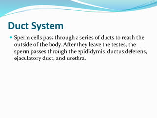 Male reproductive system | PPT