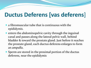 Male reproductive system | PPT