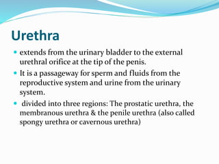 Male reproductive system | PPT