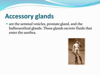 Male reproductive system | PPT