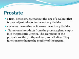 Male reproductive system | PPT