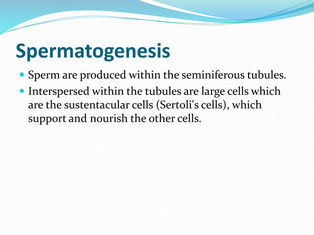 Male reproductive system | PPT