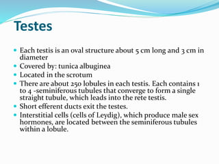 Male reproductive system | PPT