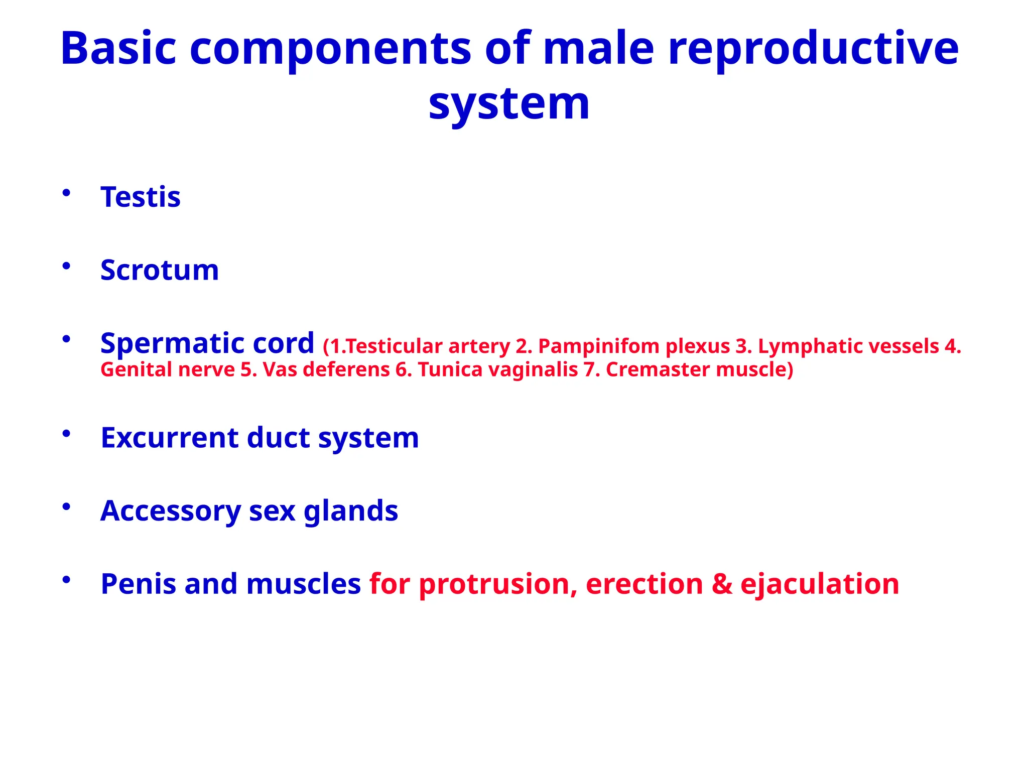 Male anatomy of animals and comparison.pptx