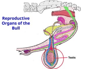 Male anatomy of animals and comparison.pptx