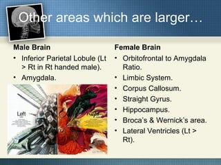 Male and female brain what constitutes the gender | PPT