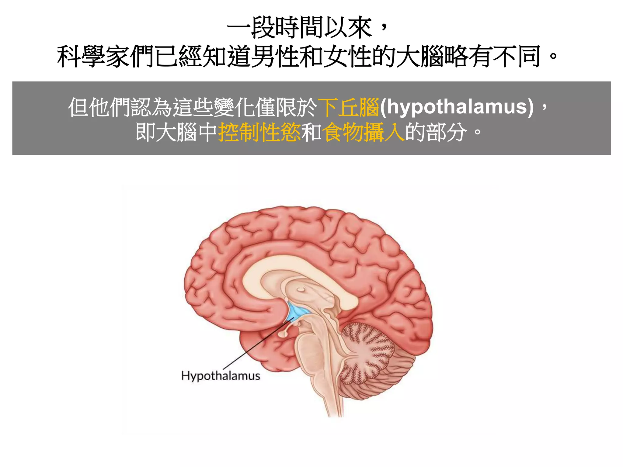 Male and Female Brains Series 08 - Do men and women have different ...