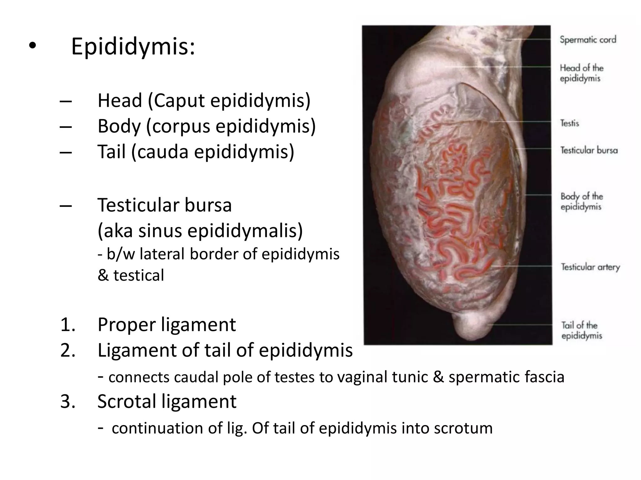 Veterinary Anatomy of Male and female genital system lectures together ...