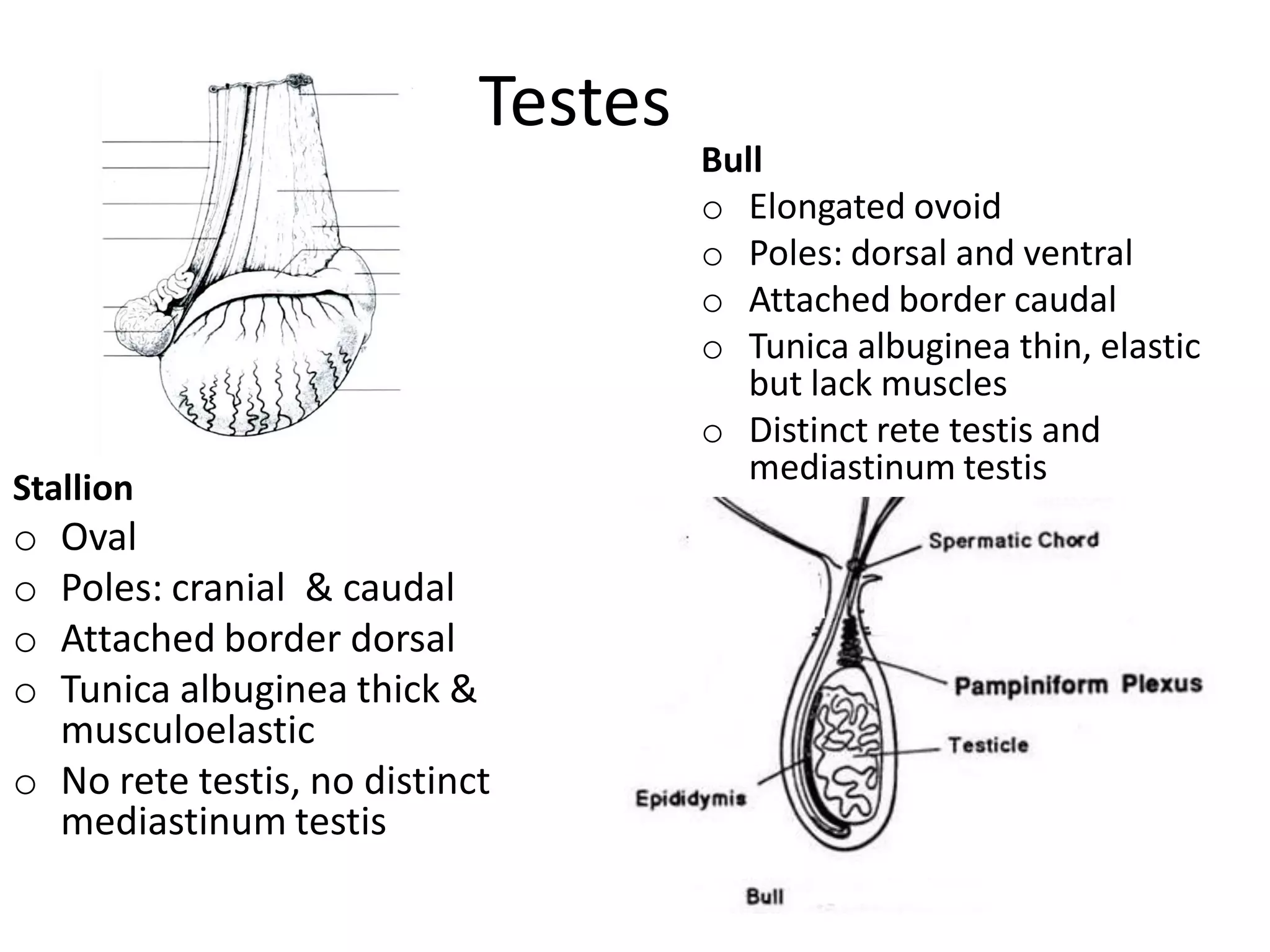 Veterinary Anatomy of Male and female genital system lectures together ...