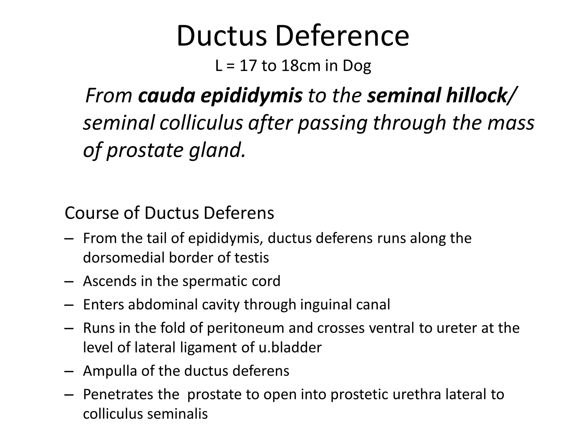 Veterinary Anatomy of Male and female genital system lectures together ...