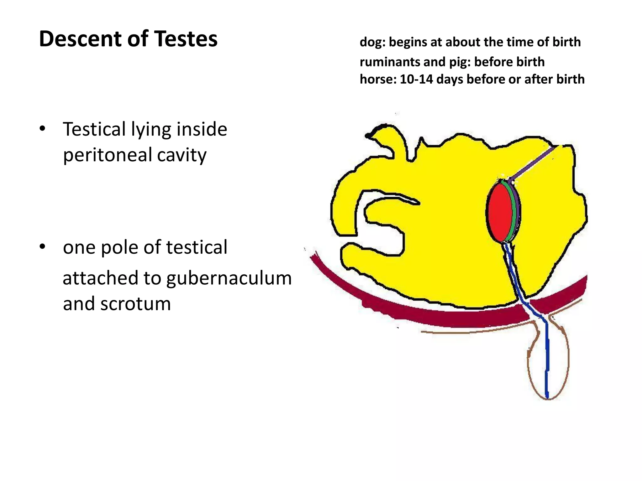 Veterinary Anatomy of Male and female genital system lectures together ...