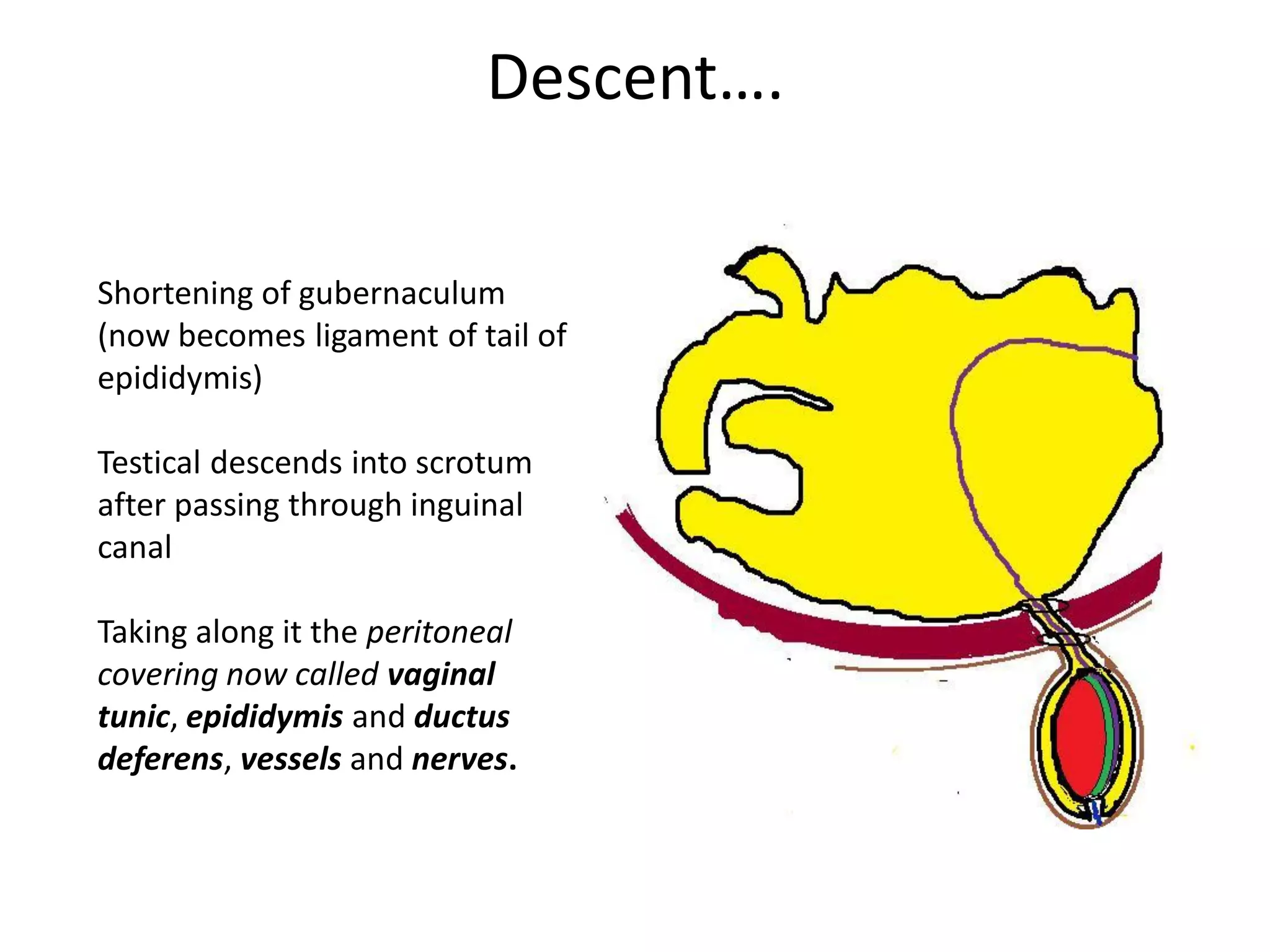 Veterinary Anatomy of Male and female genital system lectures together ...