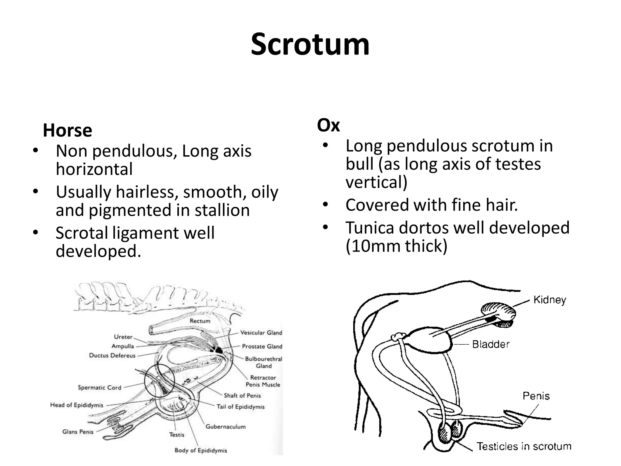 Veterinary Anatomy of Male and female genital system lectures together ...